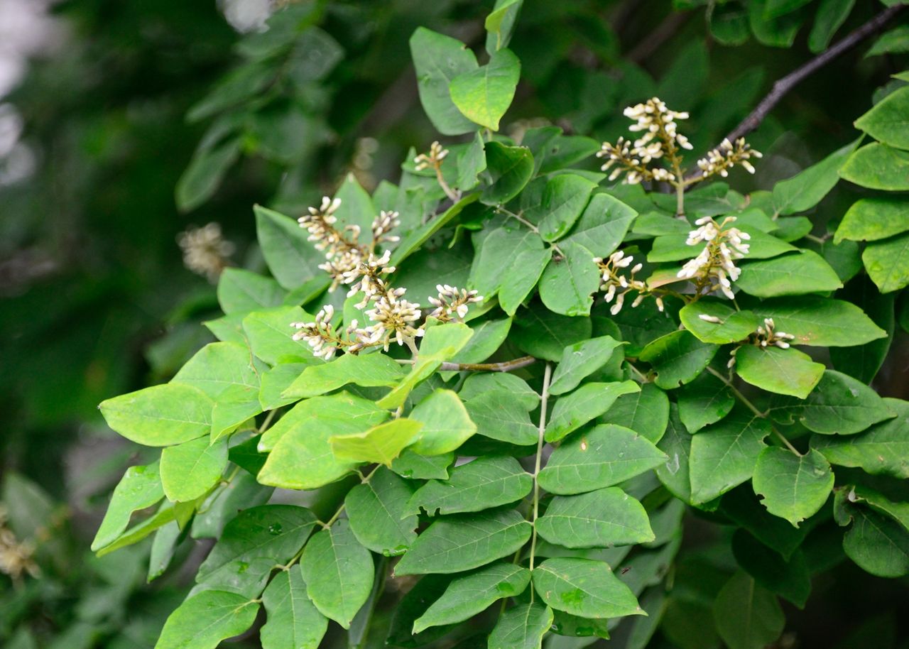 ボカロ「flos」に出てくる花の説明と花言葉